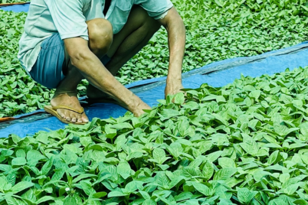 Trồng loại rau đẹp, nhúng lẩu gà ngon, hỗ trợ điều trị bệnh phong thấp ...