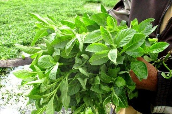 Tình cờ lấy cây rừng về giâm ở đất phèn, nông dân Tây Ninh hái lá bán ...